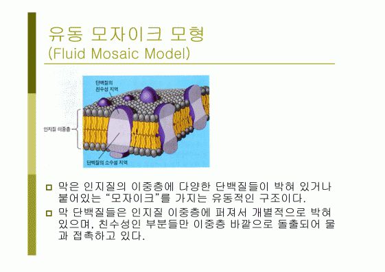 인지질의 구조