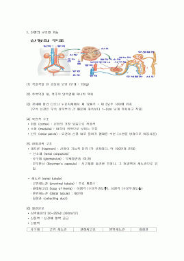 신장계 구조와 기능-1페이지