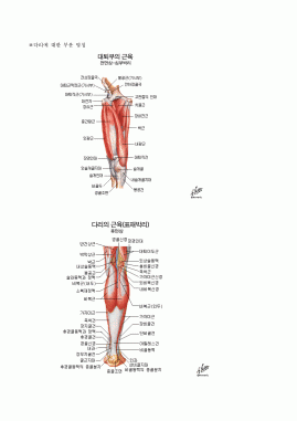 [헬스 트레이너] 다리의 각부위별 명칭 및 그 운동법에 대하여-1페이지