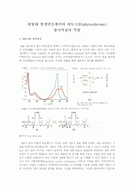 광형태 발생반응에서의 피토크롬(phytochrome) 광가역성과 역할-1페이지