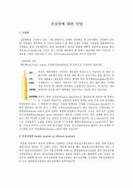 신경원에 대한 설명-1페이지