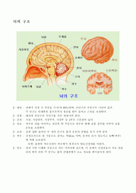 뇌의 구조-1페이지