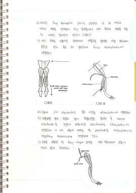 [생리학 실험] 근육과 신경근 접합부의 생리적 특성-1페이지