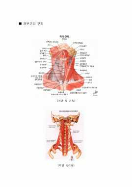 경부신근군 강화(목근육 강화)-1페이지