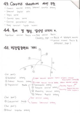 관동대 의학과 해부학 족보 정리.[3차시험]-1페이지