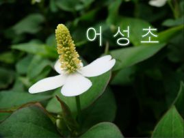 어성초(Houttuynia cordata)-1페이지