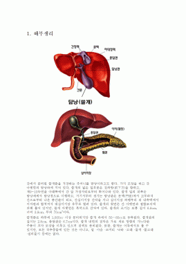 해부생리 담석증-1페이지