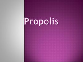 프로폴리스(Propolis)-1페이지
