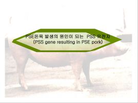 PSE돈육 발생의 원인이 되는 PSS 유전자-1페이지