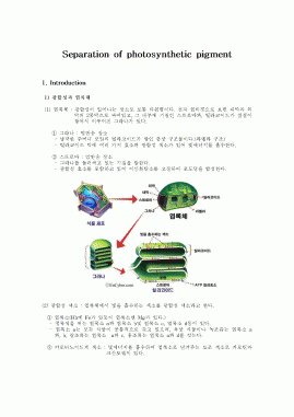 광합성색소의 분리-1페이지