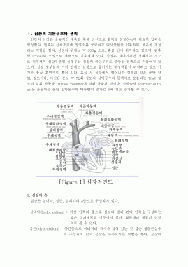 [간호학]성인-심장해부생리-1페이지