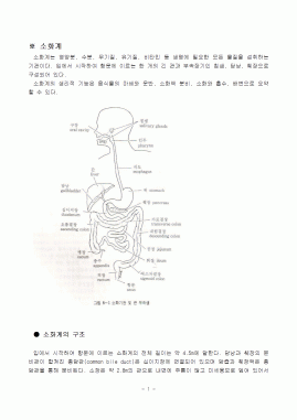 위장관, 간, 담도, 췌장의 구조와 기능-1페이지