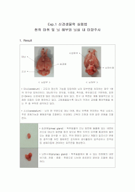 [동물생리학실험]1.신경생물학실험법-1페이지