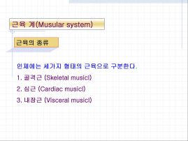 근육계(Musular system) 근육의 종류-1페이지