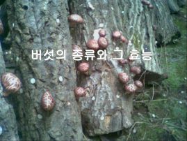 버섯의 종류와 그 효능-1페이지