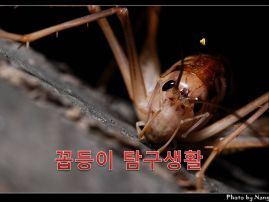 꼽등이 탐구생활-1페이지