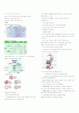 각론 ll 조혈계 및 림프망내계 - 조혈계 & 림프계 & 비장-1페이지