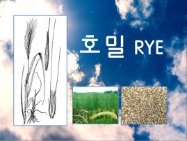 호밀[rye]-1페이지