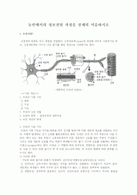 뉴런에서의 정보전달 과정을 상세히 서술-1페이지