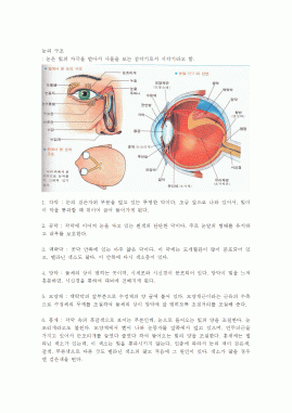 눈의 구조-1페이지