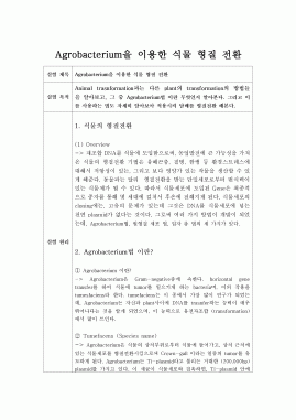 Agrobacterium을 이용한 식물 형질 전환-1페이지