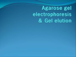 Agarose gel electrophoresis ＆ Gel elution - 전기영동-1페이지