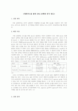 제한효소를 통한 DNA 분해와 전기 영동-1페이지