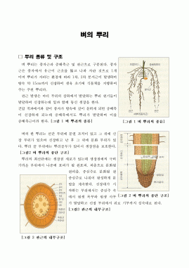 벼의 뿌리-1페이지