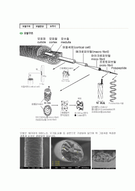 모발의구조-1페이지