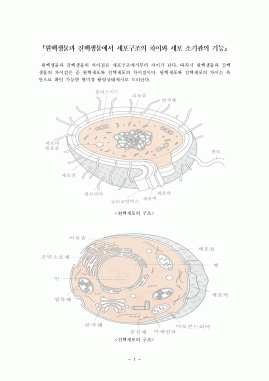 세포구조의 차이와 영향 『원핵생물과 진핵생물에서 세포구조의 차이와 세포 소기관의 기능』 & 『미생물이 인간의 생활에 미치는 영향』-1페이지