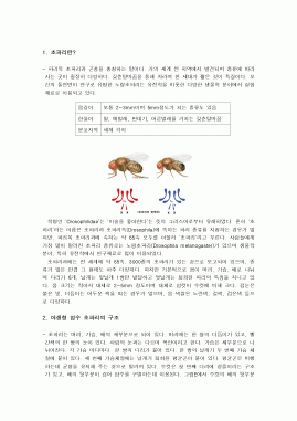 [일반생물학실험] (예비 & 결과) 초파리 관찰실험-1페이지