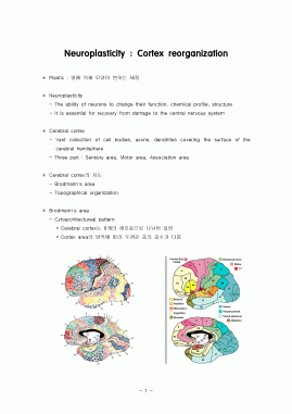 Neuroplasticity(Cortex reorganization)-1페이지