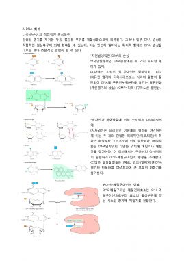 chapter 6 유전체 dna의 복제 - 2. DNA 회복, 3. 상동 DNA 염기서열들 사이의 재조합-1페이지