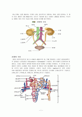 비뇨기계 cls 레포트-1페이지