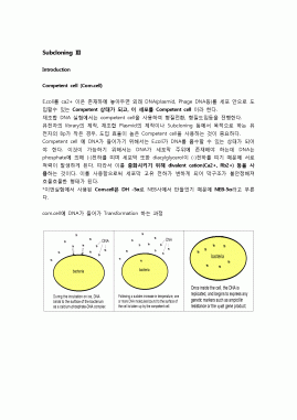 경희대학교 분자생물학 실험보고서 DNA subcloning - Competent cell (Com.cell), 암피실린 -1페이지