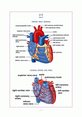 심전도 레포트 (Heart Anatomy & EKG report)-1페이지