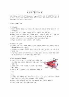 눈의 구조와 기능-1페이지