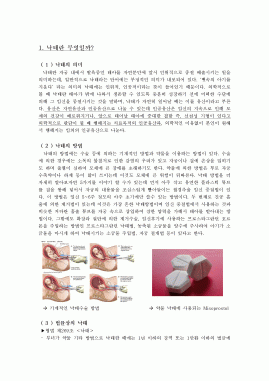 간호윤리 - 낙태에 관해서-1페이지