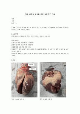 (결과) 돼지 심장의 해부를 통한 심장구조 관찰 - 인간의 심장과 비슷한 형태를 지닌 돼지 심장의 외부형태와 내부형태를 관찰하여 심장의 기능에 대해 숙지-1페이지