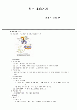 [성인간호학] 하부 호흡기계 구조와 기능-1페이지