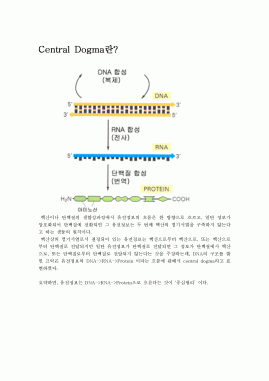 Central Dogma (중심원리)-1페이지