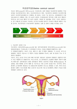 자궁경부암완성 (1)-1페이지