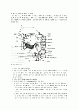 윤상인두근육