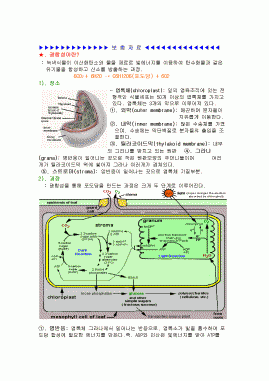 식물형태학 - c3와 c4식물의 형태학적 차이와 특징-1페이지