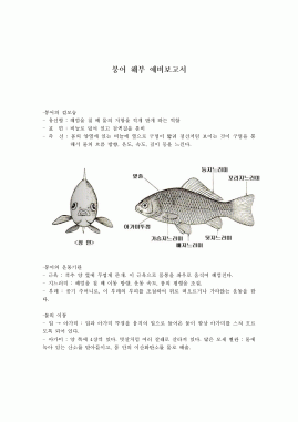 붕어 해부 예비보고서-1페이지