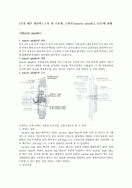 [신경 해부 생리학] 근육 내 수용체, 근방추[muscle spindle], GTO에 관해-1페이지