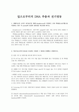 잎으로부터의 DNA 추출과 전기영동-1페이지