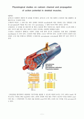 [생리학] 근 수축과 활동 전위 그리고 칼슘채널에 관해서-1페이지