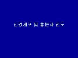 [해부생리] 신경세포 및 흥분과 전도.ppt-1페이지