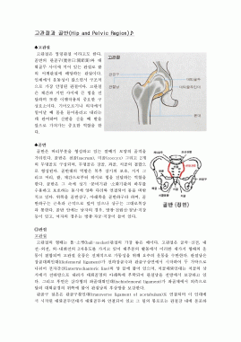 임상운동학 - 고관절과 골반[Hip and Pelvic Region]의 골격 근육에 대해서-1페이지